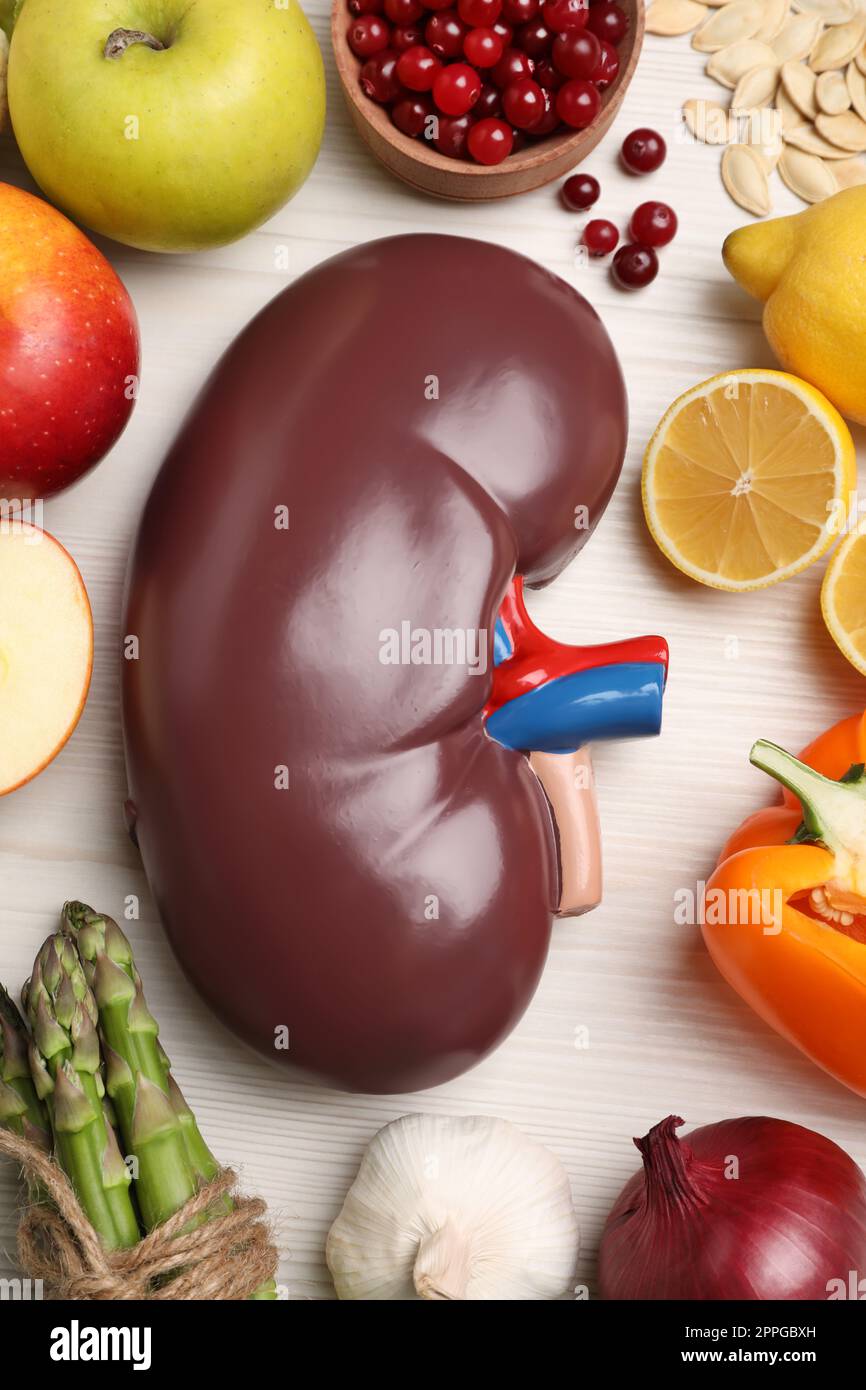 Flat lay composition with kidney model and different products on white ...