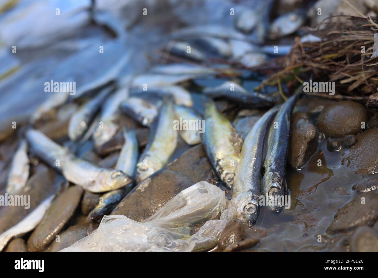 Dead fishes and trash near river. Environmental pollution concept Stock ...
