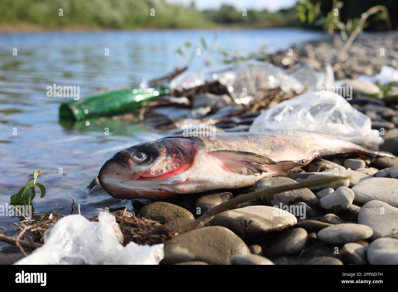 Dead fish among trash near river. Environmental pollution concept Stock ...