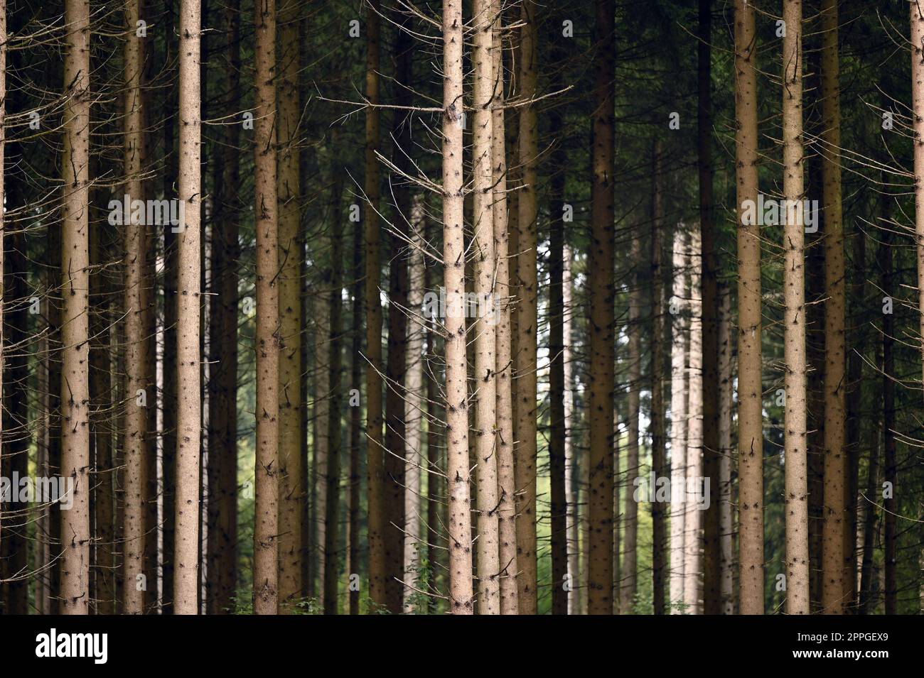 Frontal shot hi-res stock photography and images - Alamy