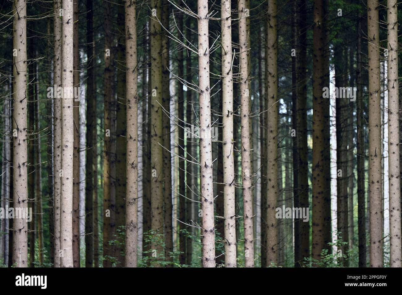 Frontal shot hi-res stock photography and images - Alamy