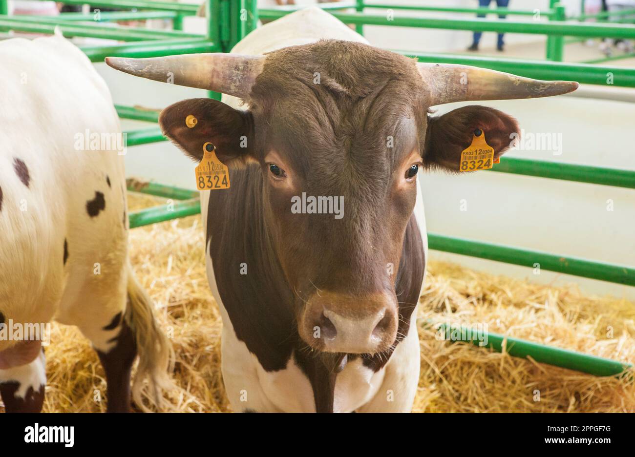 Berrendo hi-res stock photography and images - Alamy