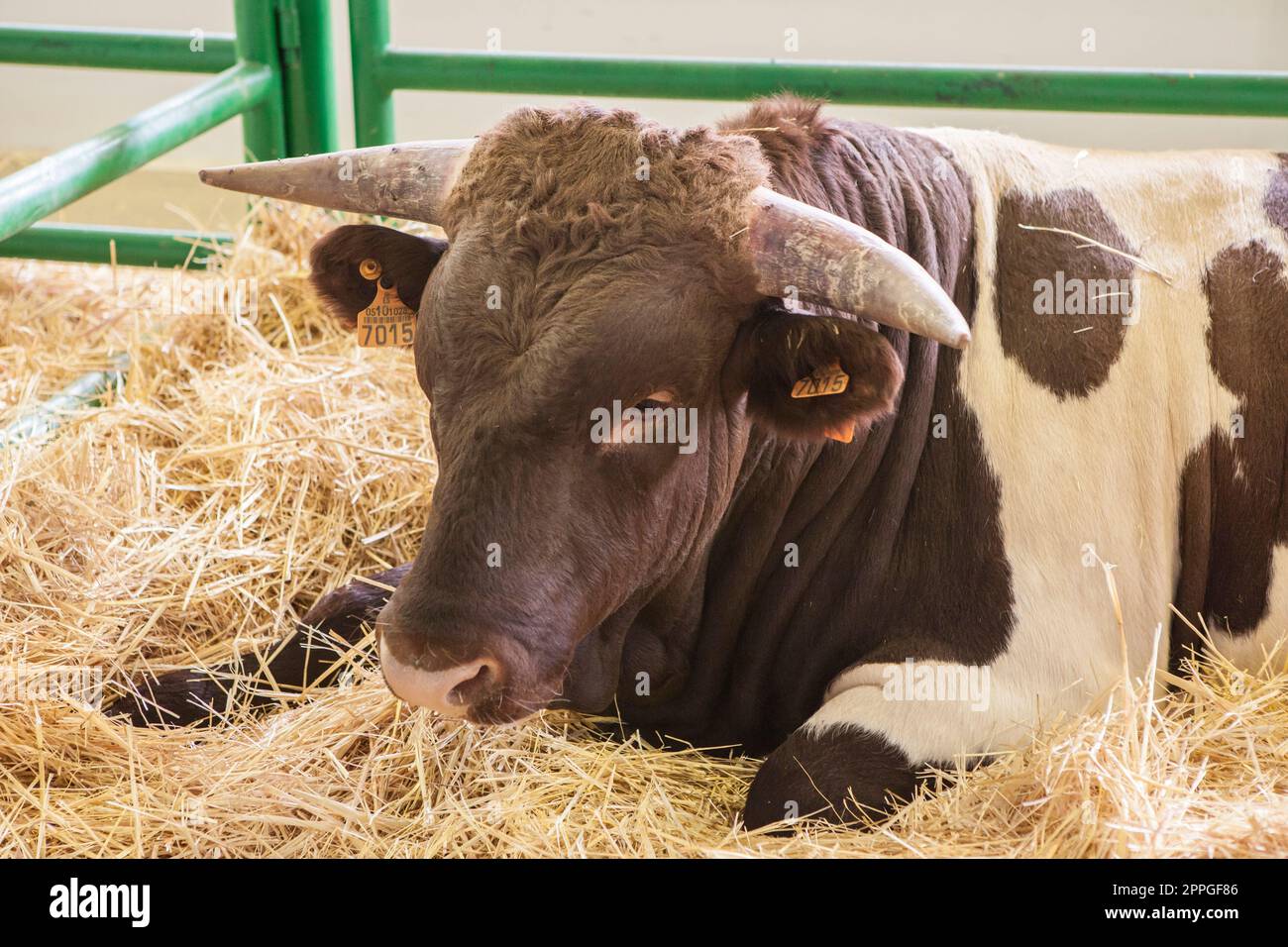 Berrendo hi-res stock photography and images - Alamy