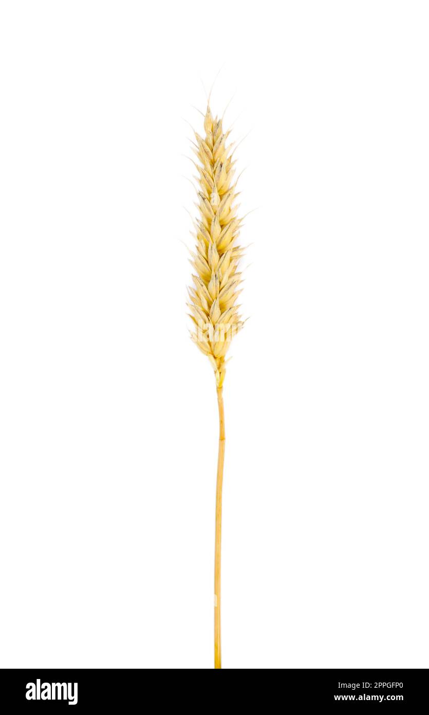 Ear of wheat isolated on white, top view Stock Photo - Alamy
