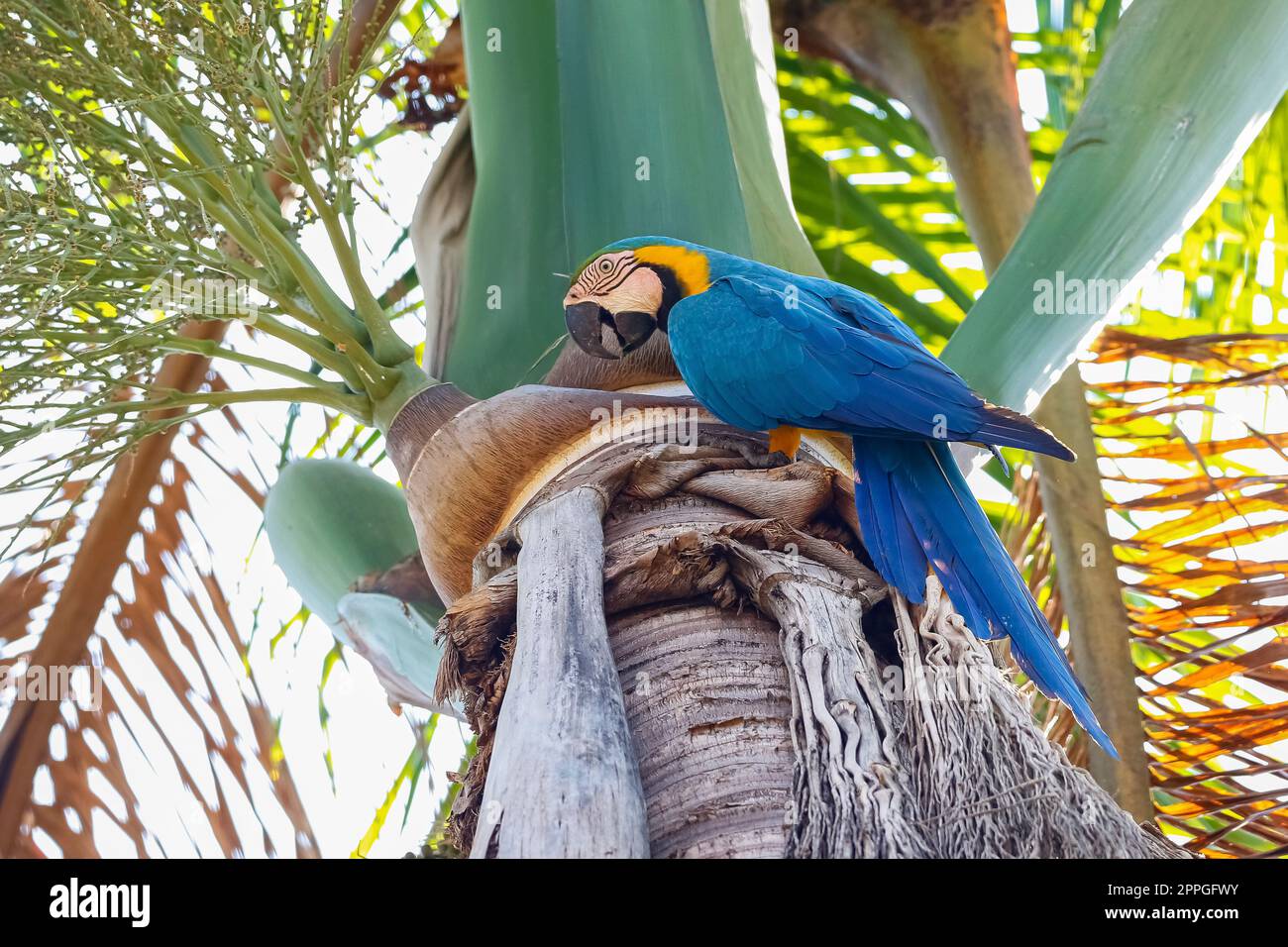 Blue-and-yellow macaw perching at a palm tree trunk, side view, natural ...