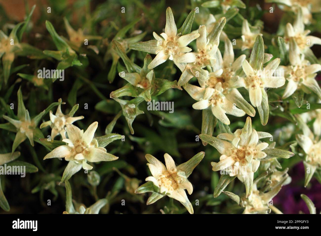 edelweiss alp flower as very nice natural background Stock Photo - Alamy