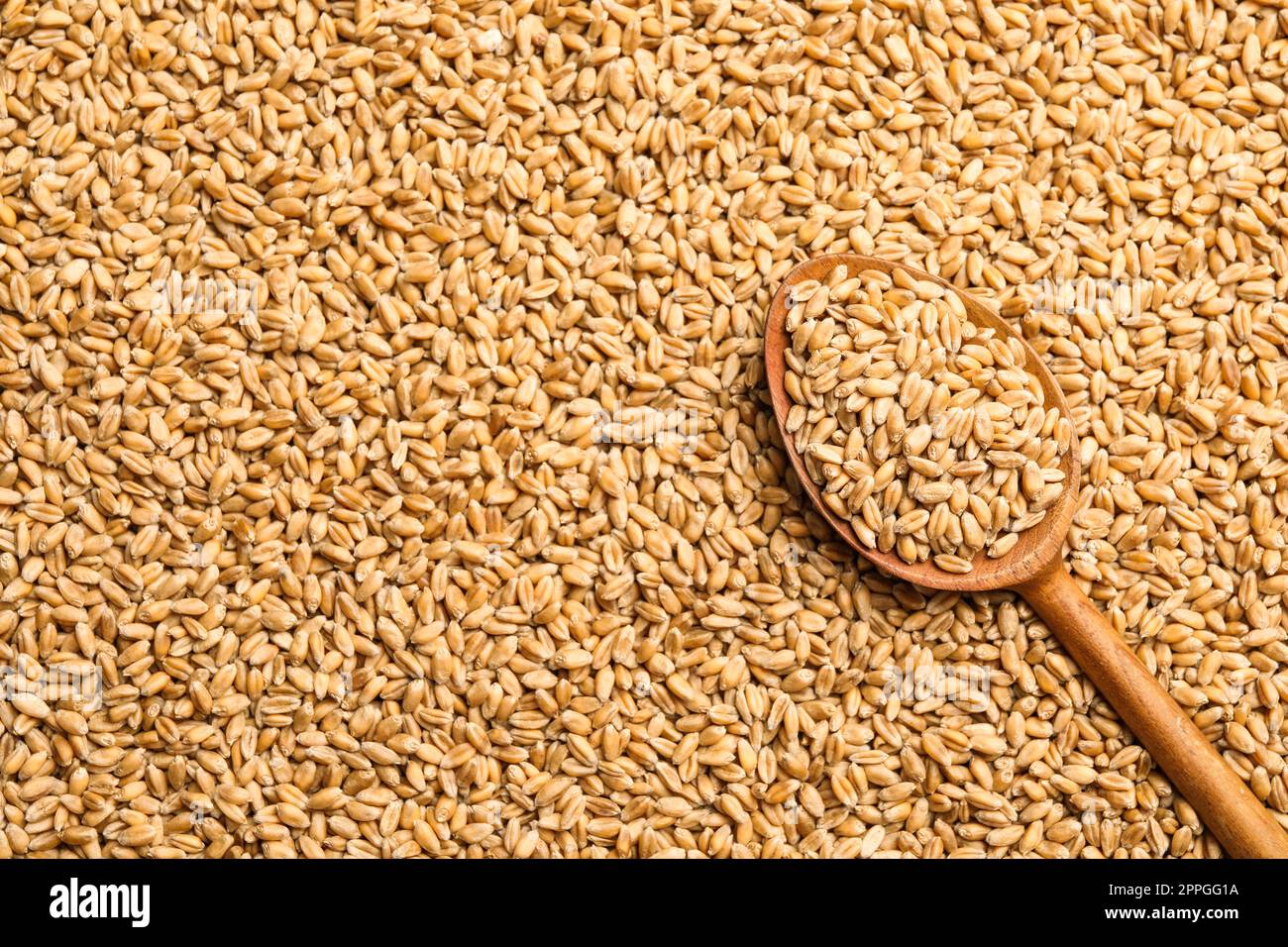 Spoon on heap of wheat grains, top view. Space for text Stock Photo - Alamy