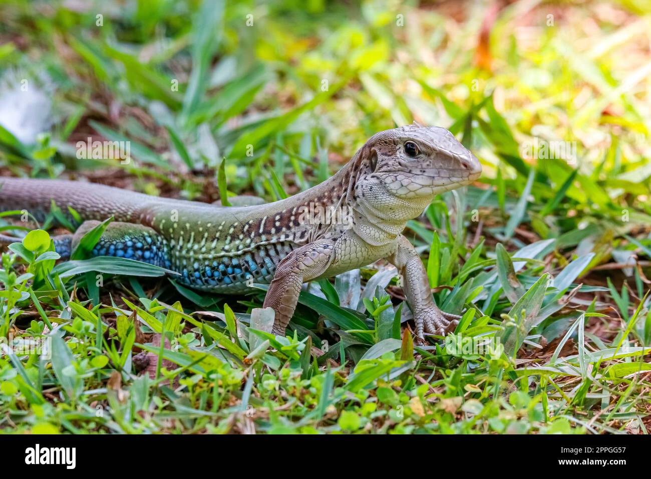 Green grass lizard hi-res stock photography and images - Alamy