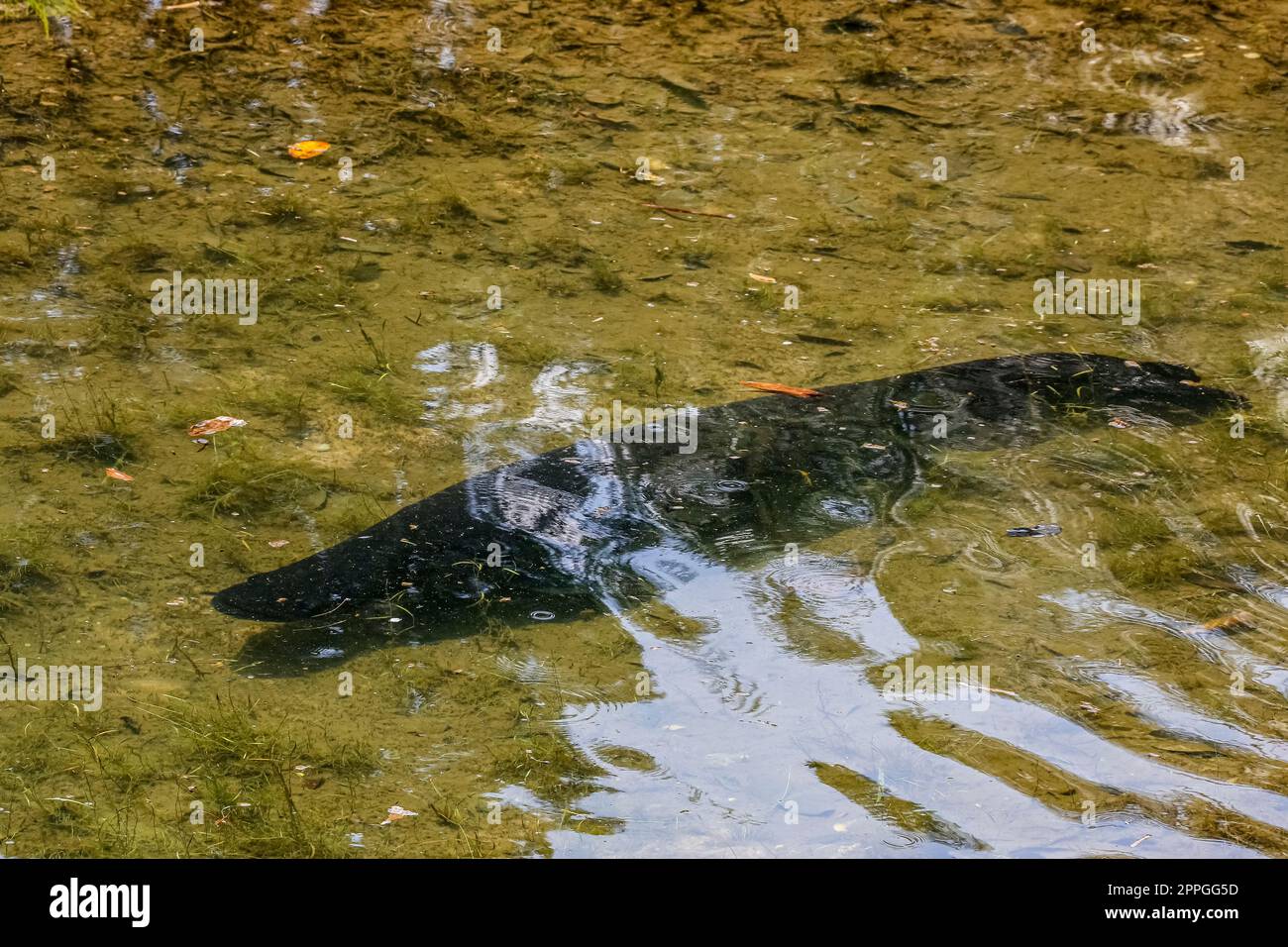 A big Piracucu or Arapaima, an Amazon fish, swimming in clear shallow ...
