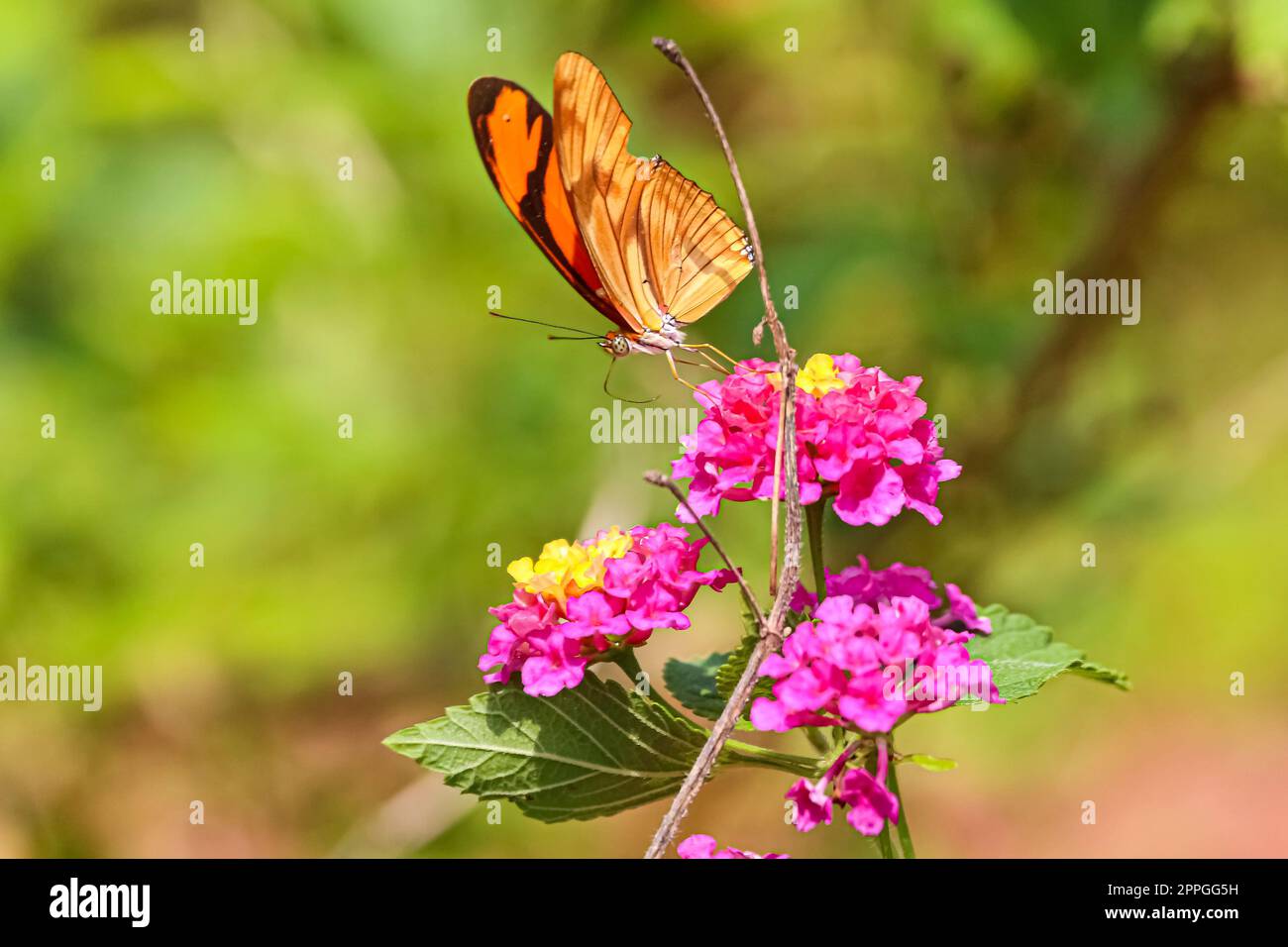 Orange butterfly on yellow hi-res stock photography and images - Alamy