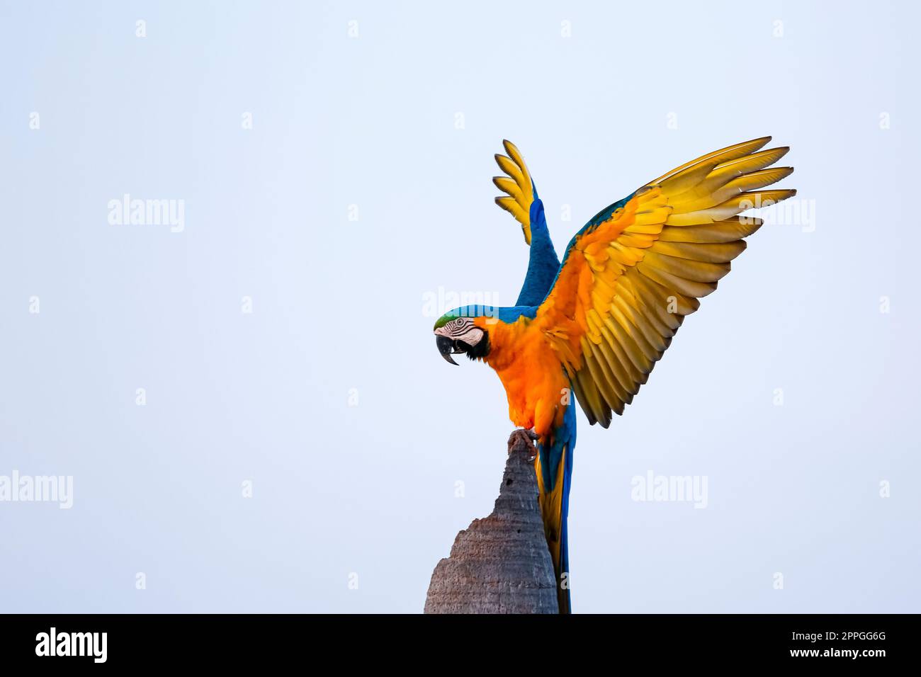 Endangered Blue-and-yellow macaw sitting on a tree stump, looking down ...