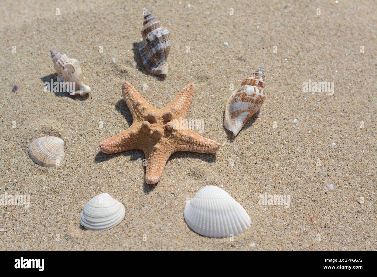 Beautiful starfish and sea shells on sandy beach Stock Photo - Alamy