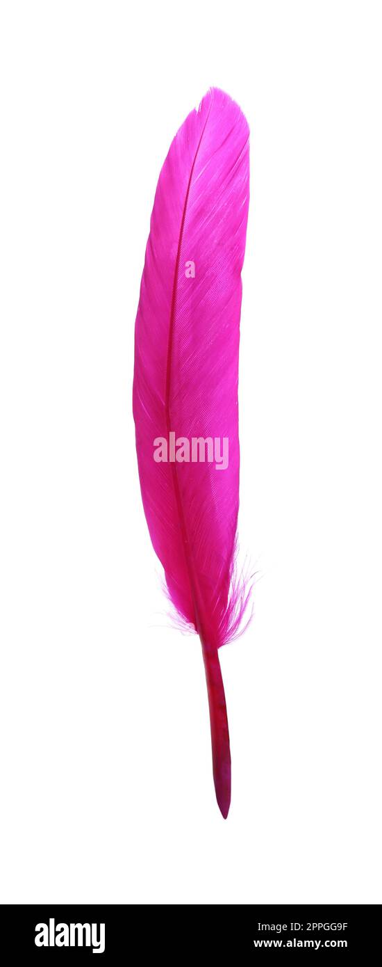 Fluffy beautiful magenta feather isolated on white Stock Photo - Alamy