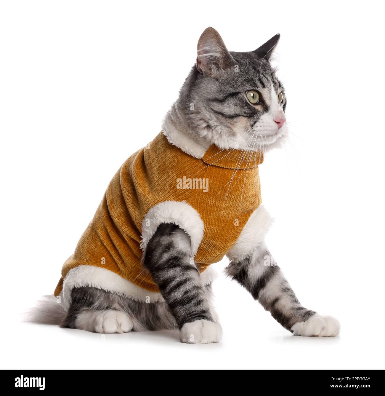Cute cat wearing stylish pet clothes on white background Stock Photo ...