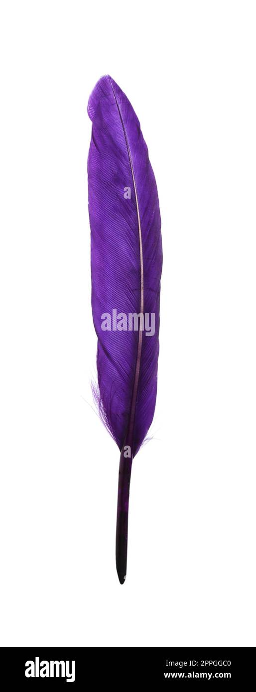 Fluffy beautiful purple feather isolated on white Stock Photo - Alamy