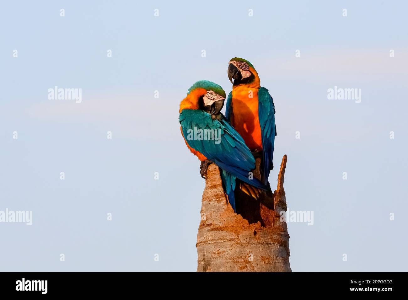 Close-up of two Blue-and-yellow macaws sitting on a palm tree stump ...