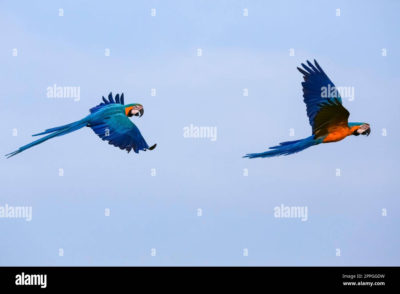 Blue and yellow macaw flying hi-res stock photography and images - Alamy