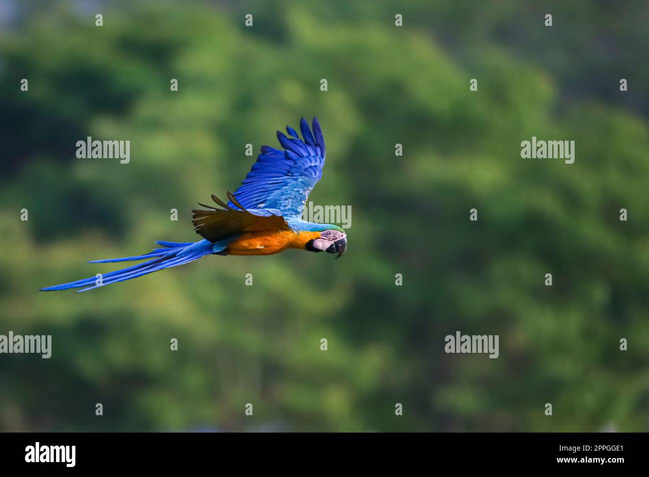 Blue-and-yellow macaw in flight to the right against defocused forest ...