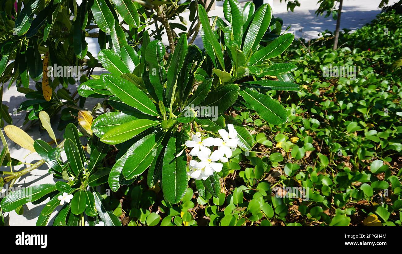 Blooming phumelia or Champa flower at Bahamas Stock Photo - Alamy
