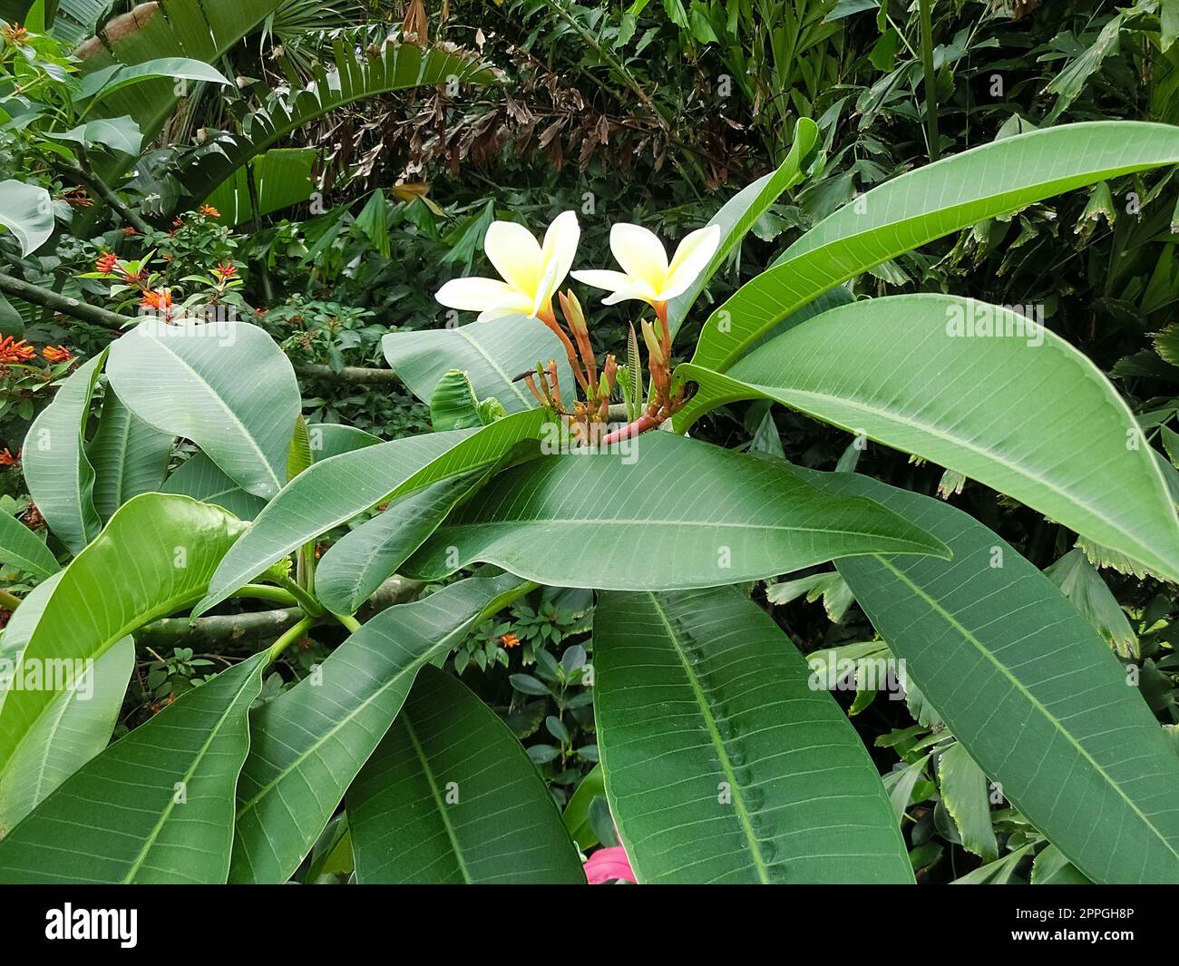Champa flower hi-res stock photography and images - Alamy
