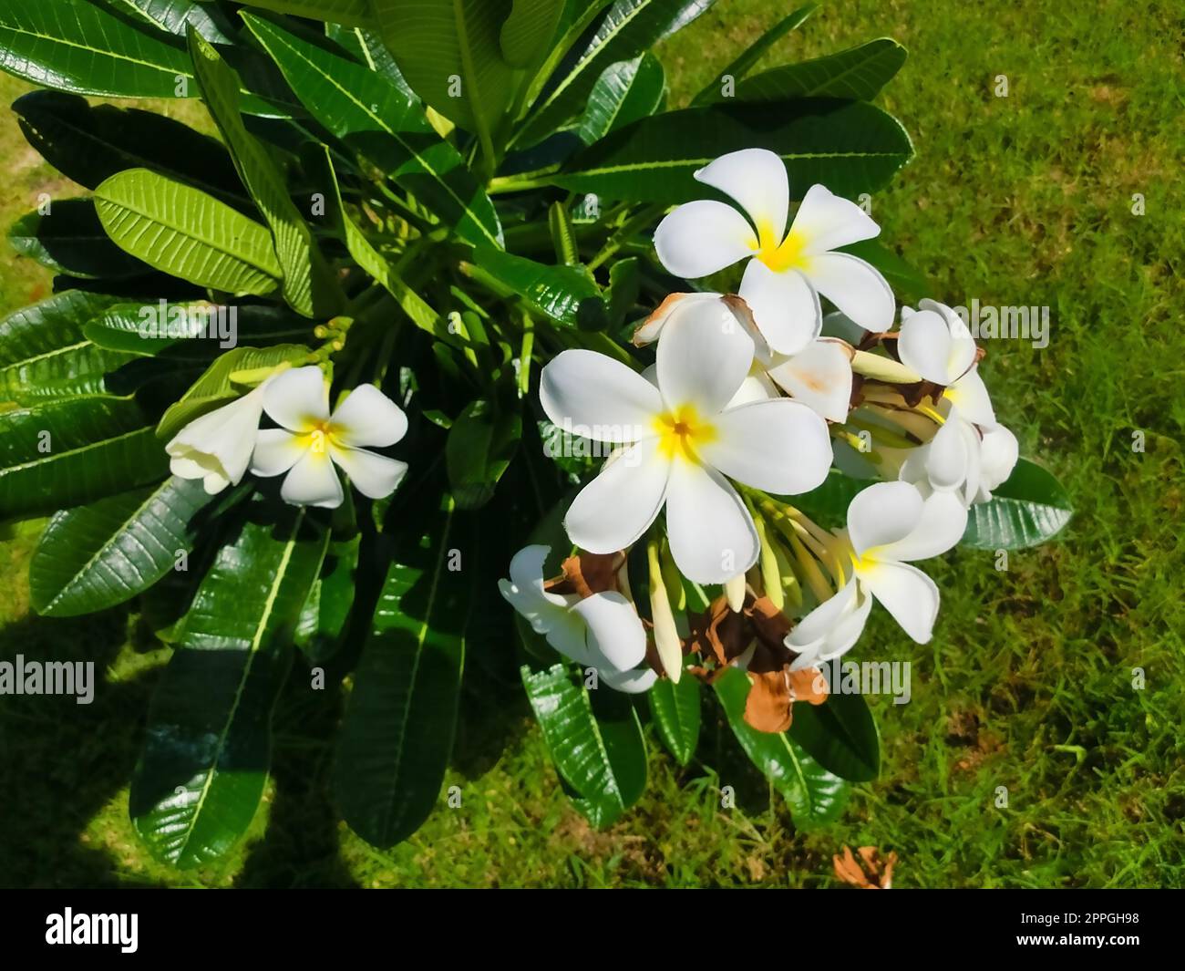 Champa flower hi-res stock photography and images - Alamy