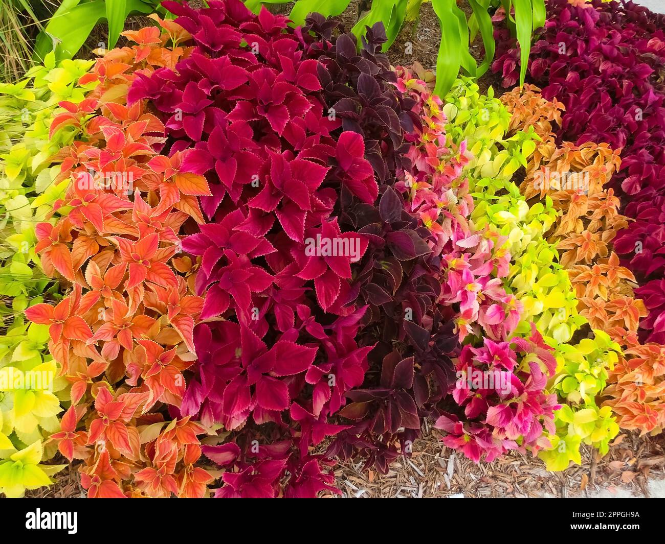 Coleus shade garden hi-res stock photography and images - Alamy