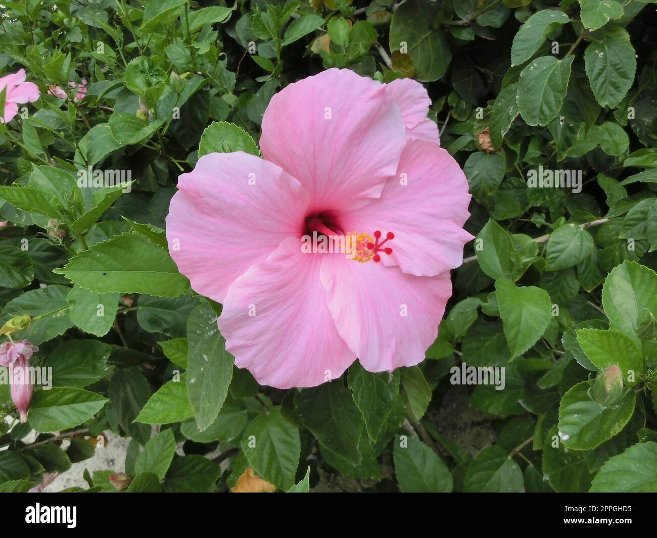 A big red hibiscus flower at Bahamas Stock Photo - Alamy