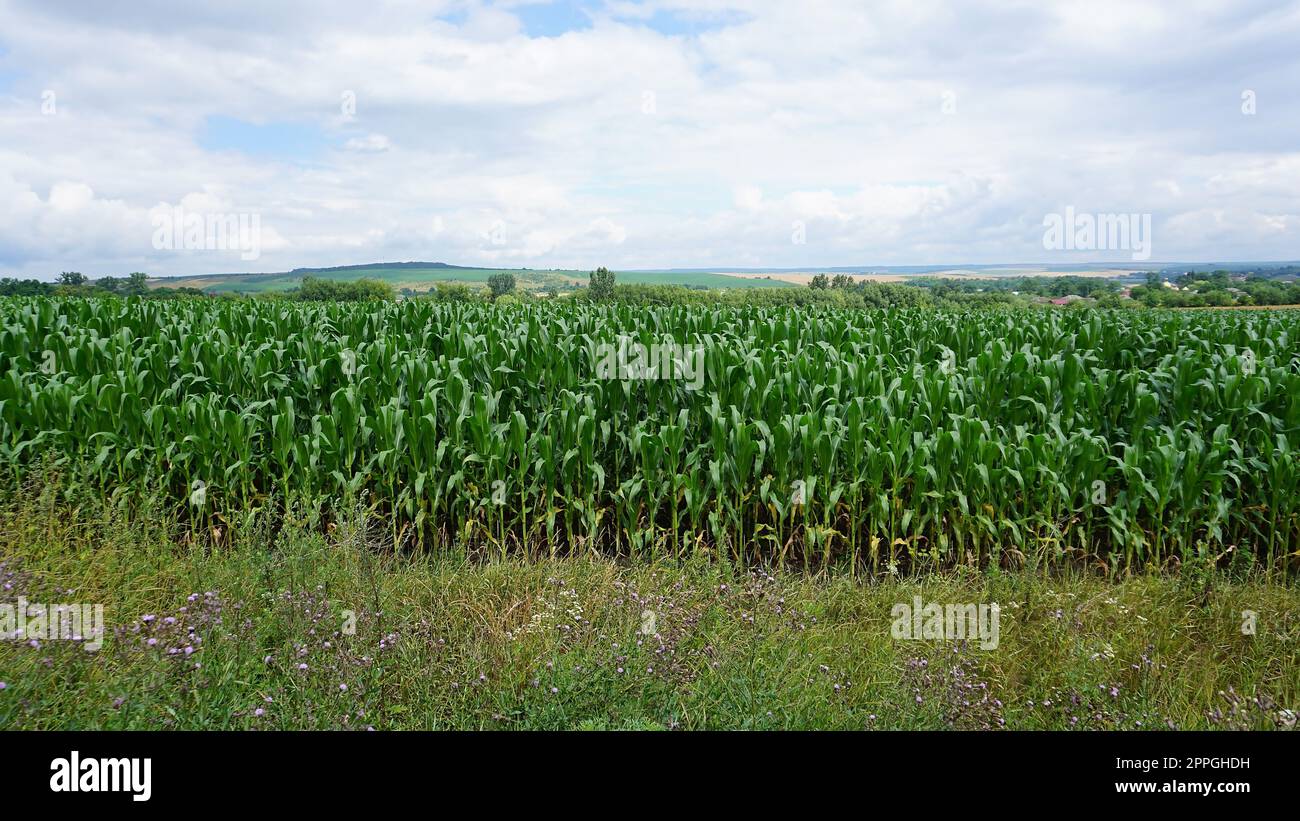 corn field, corn on the cob Stock Photo - Alamy