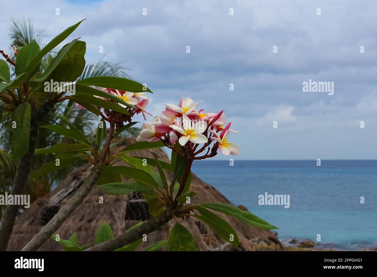 Blooming phumelia or Champa flower at Bahamas Stock Photo - Alamy