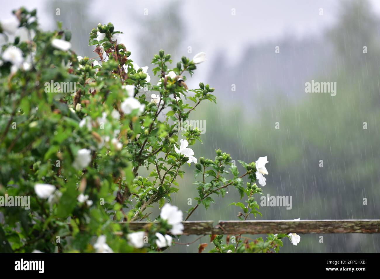 Starker Regen in einem Garten - Heavy rain in a garden Stock Photo - Alamy