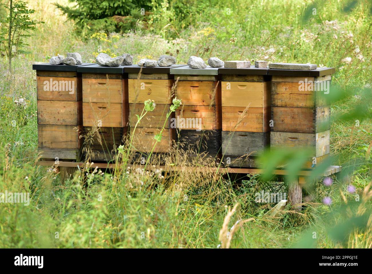 Austria europe bee beehive hi-res stock photography and images - Alamy