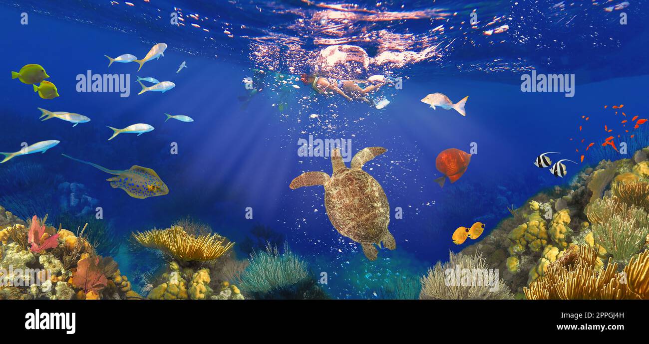 Colorful coral reef with many fishes and sea turtle. The people at ...