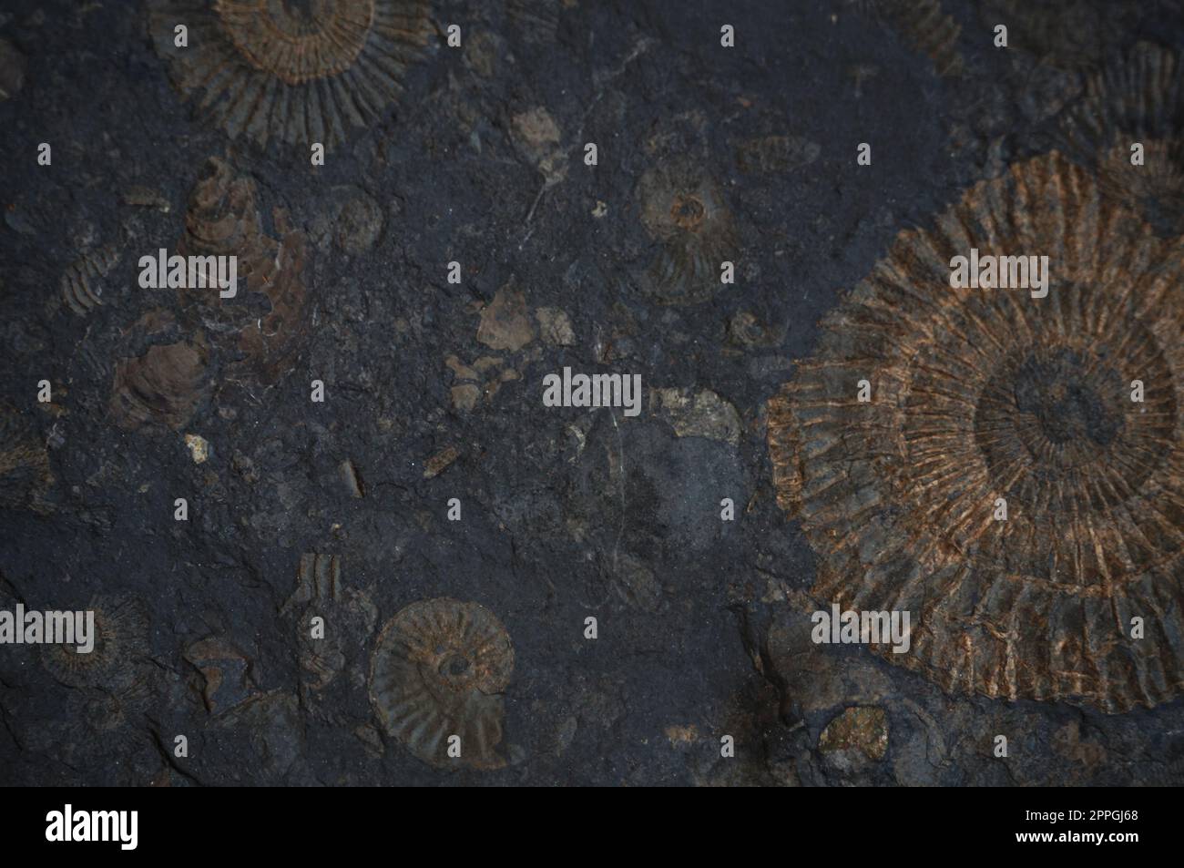 ammonite fossil texture as very nice natural geology background Stock ...