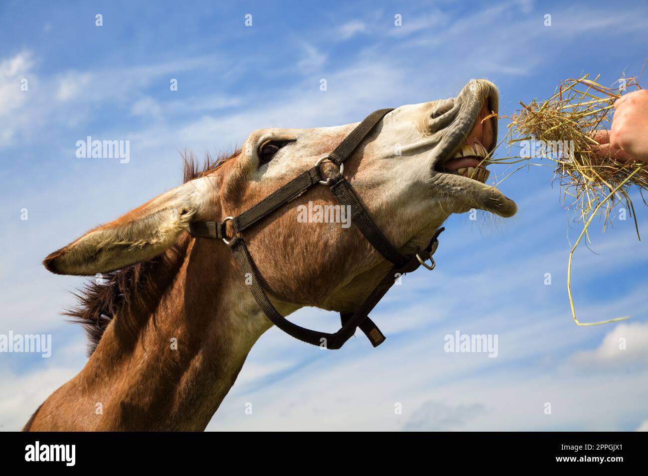 donkey that eats straw in the hands showing his teeth Stock Photo - Alamy