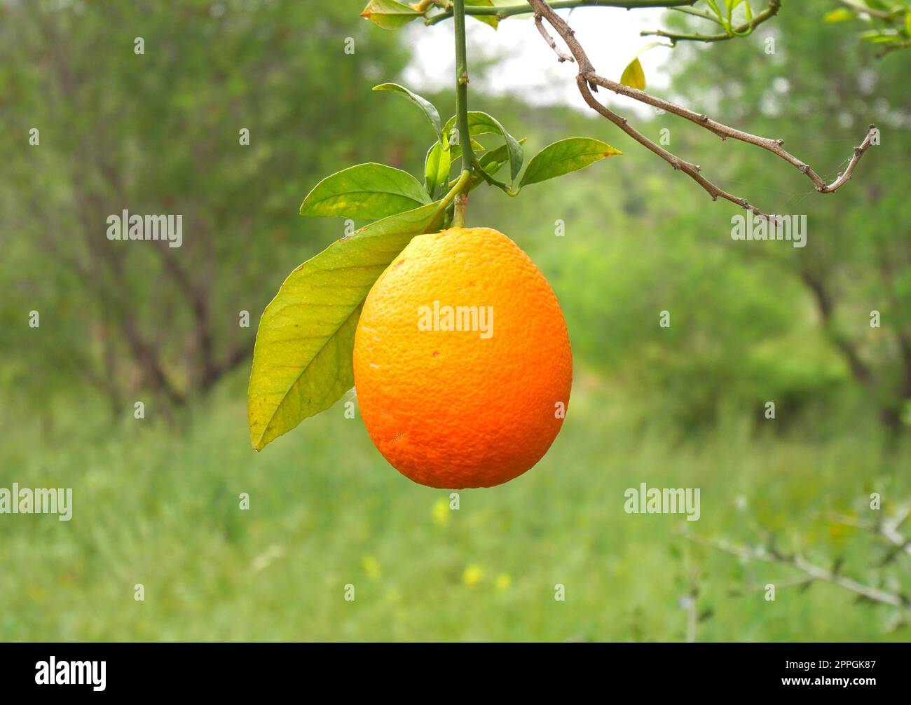 Pathos, cyprus hi-res stock photography and images - Alamy