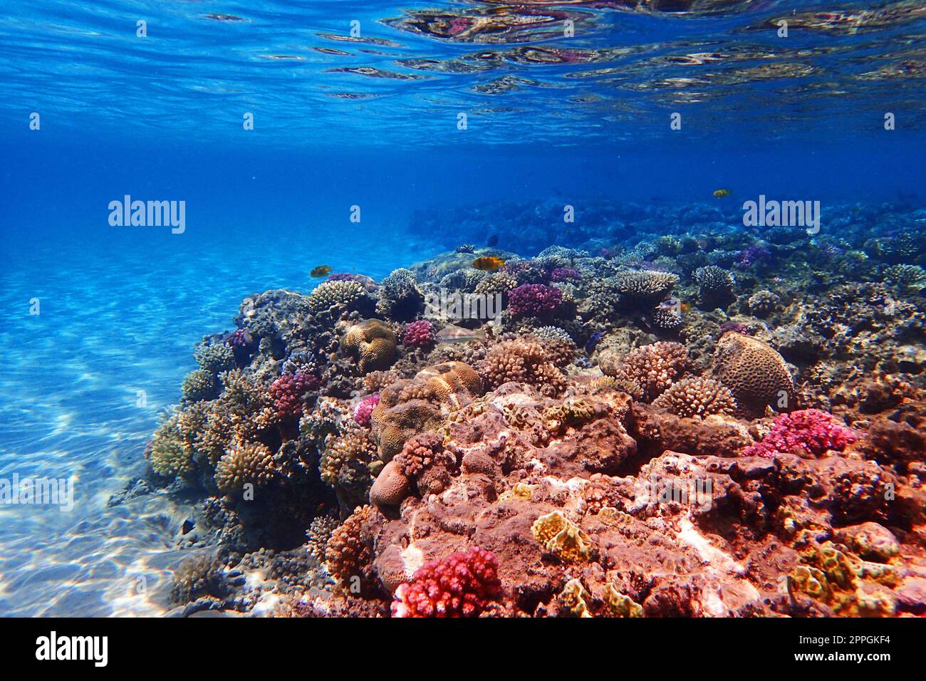 Nice corals reef fish hi-res stock photography and images - Alamy