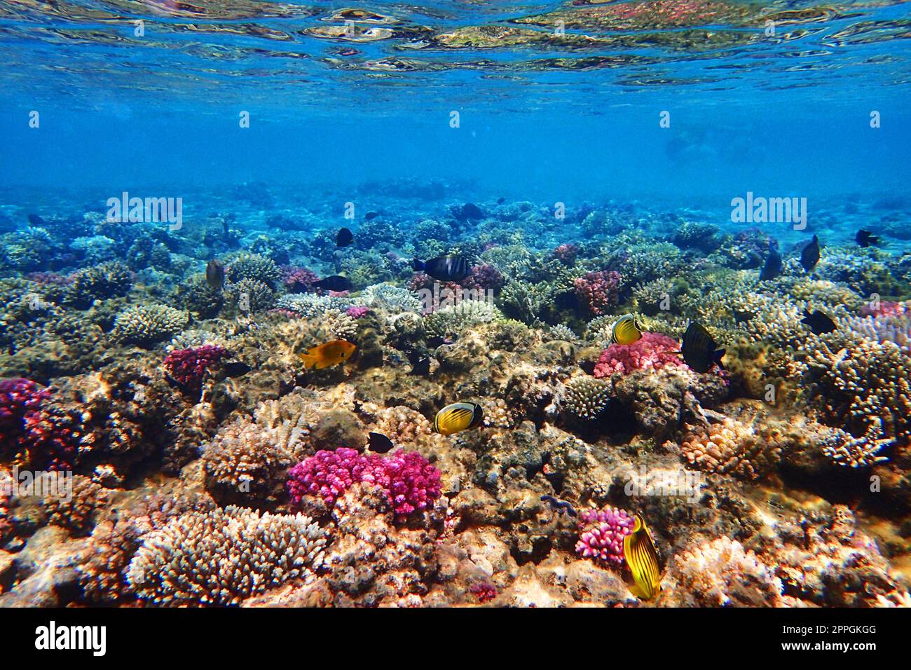 Nice corals reef fish hi-res stock photography and images - Alamy