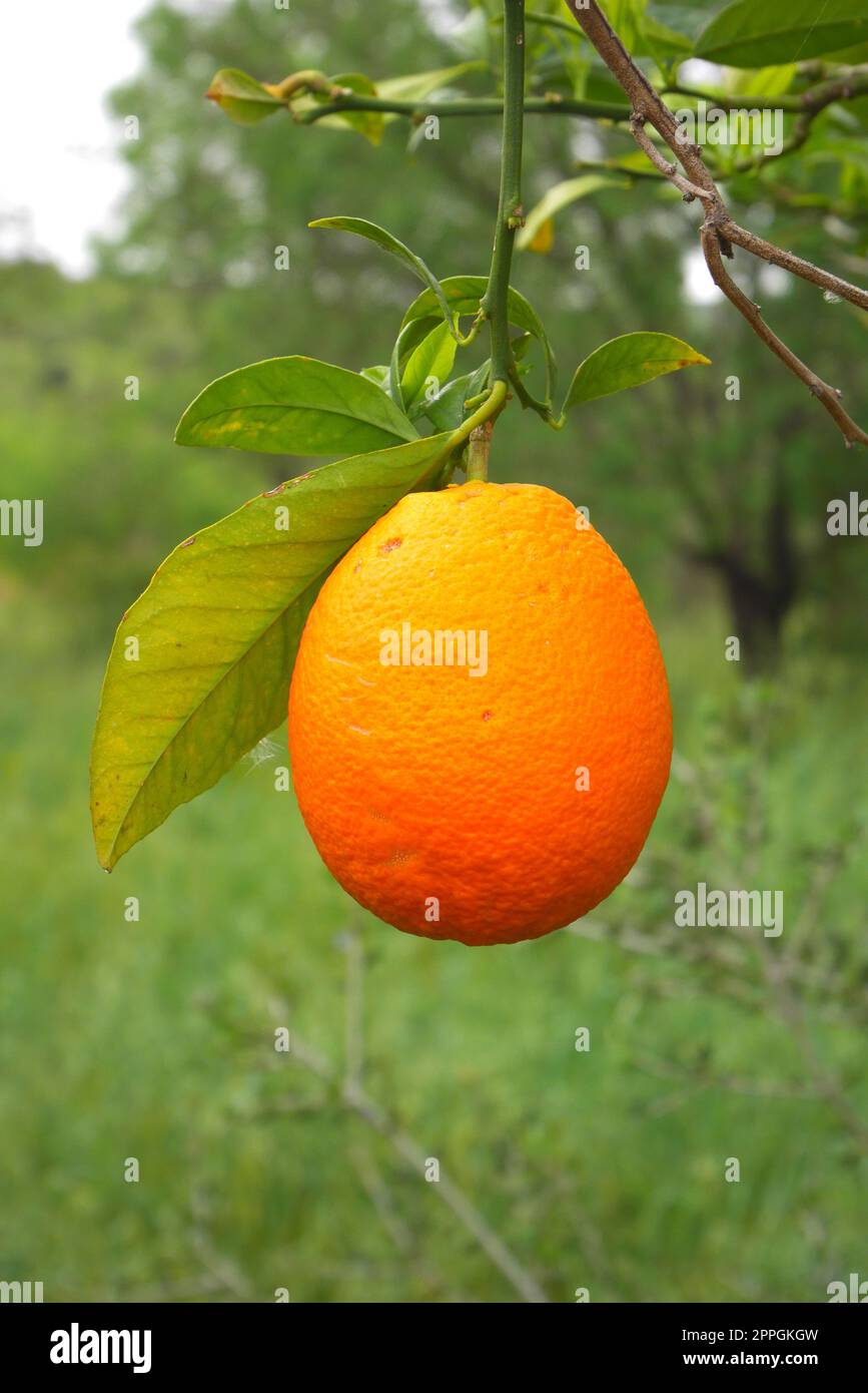 Orange growing on a tree, Episkopi, near Pathos, Republic of Cyprus ...