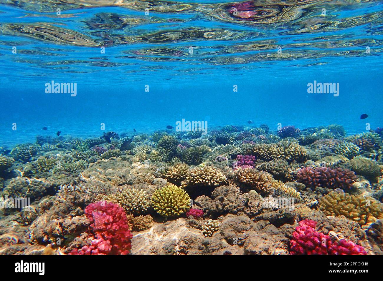 Nice corals reef fish hi-res stock photography and images - Alamy