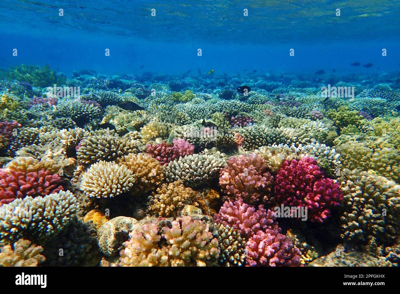 coral reef in egypt as nice natural landscape Stock Photo - Alamy