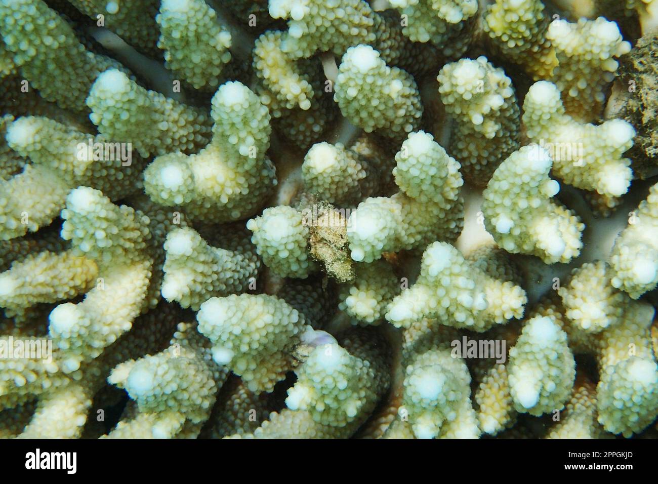 natural coral texture as very nice background Stock Photo - Alamy