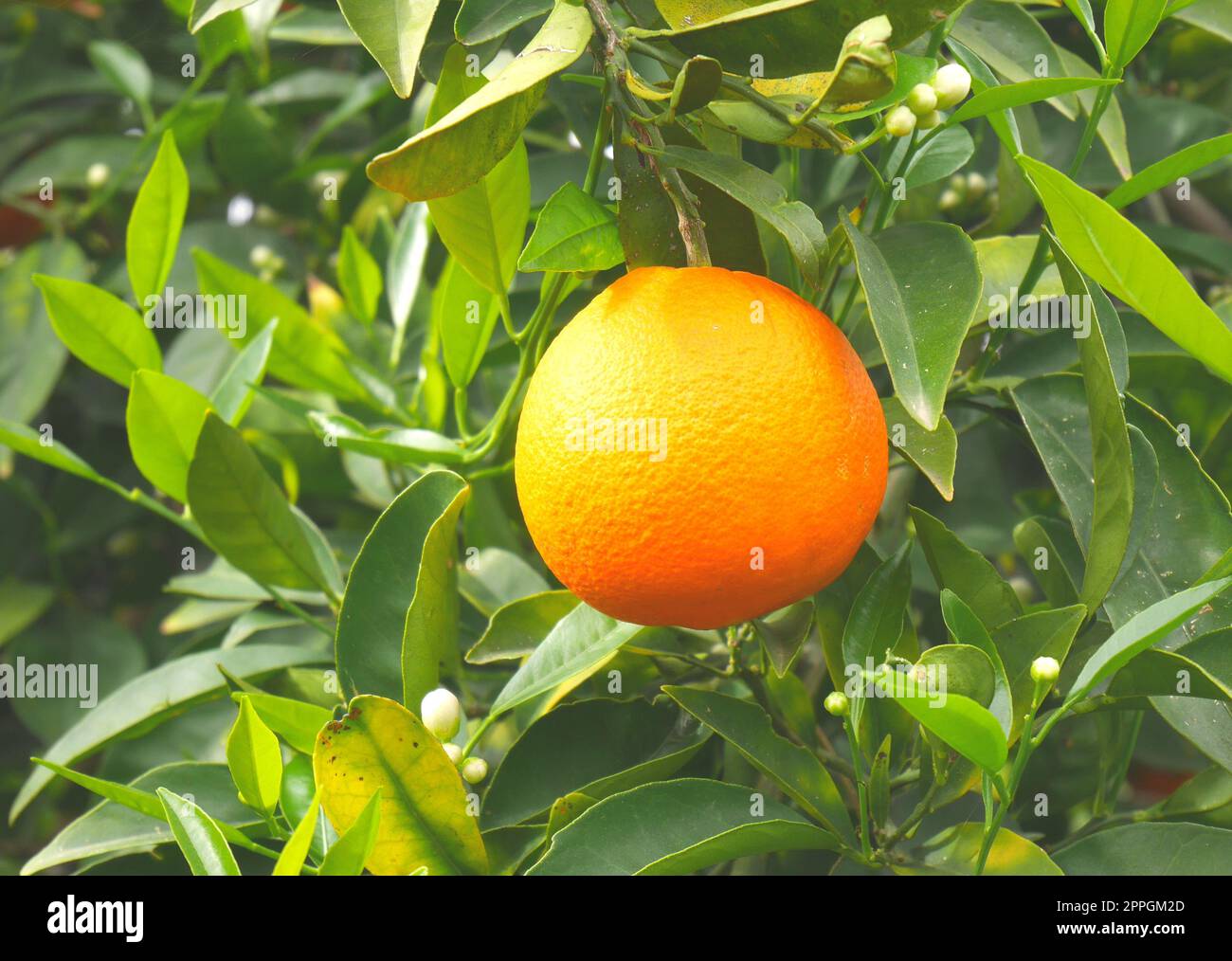 Cyprus orange tree hi-res stock photography and images - Alamy