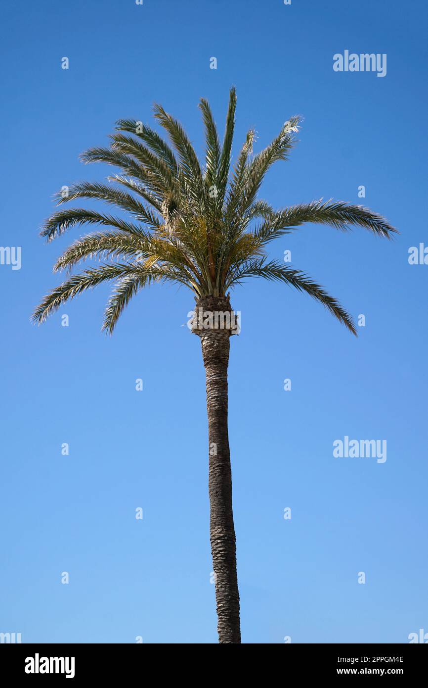 Tree one single exotic hi-res stock photography and images - Alamy