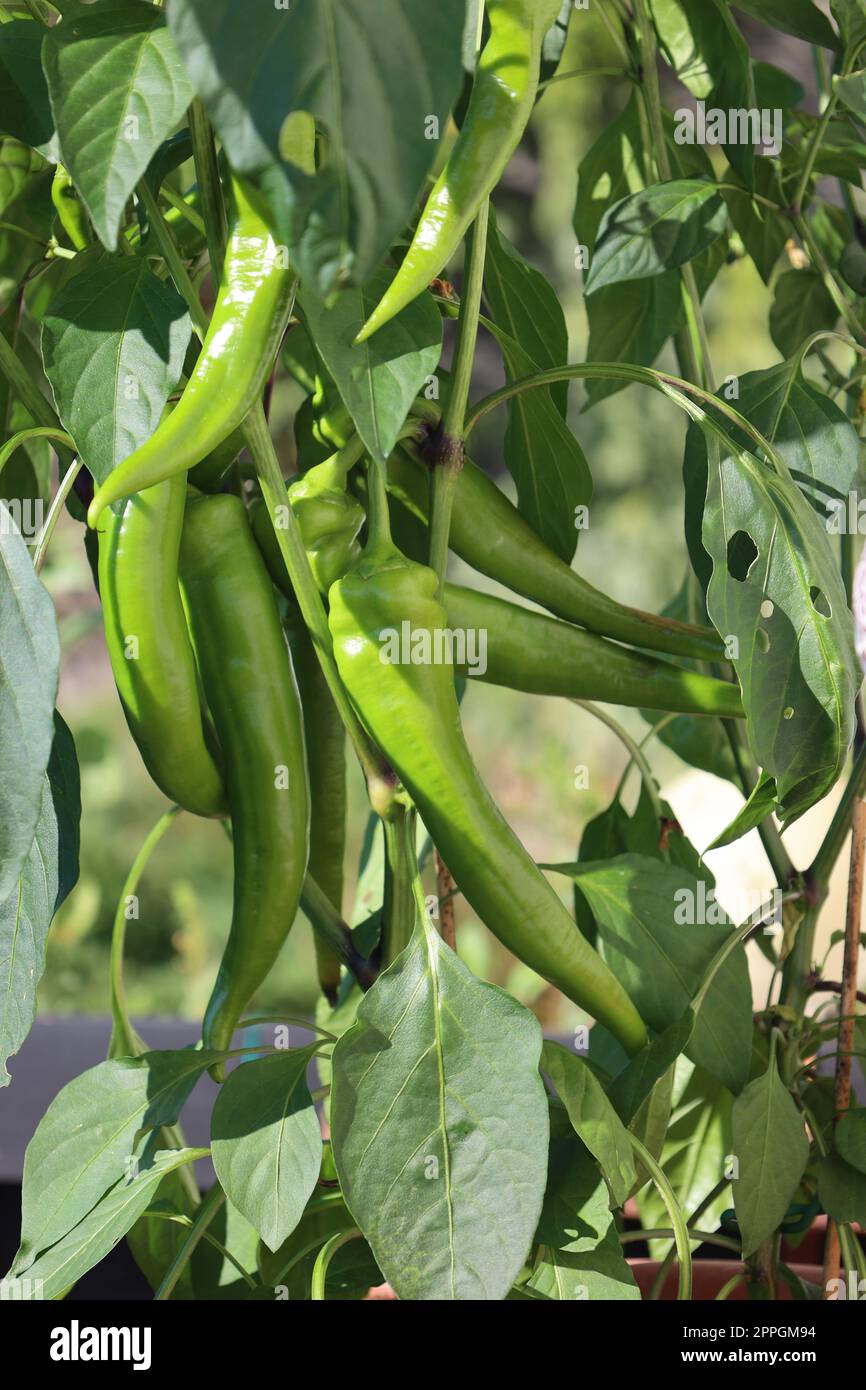 Topic picture fruit and vegetables Stock Photo - Alamy