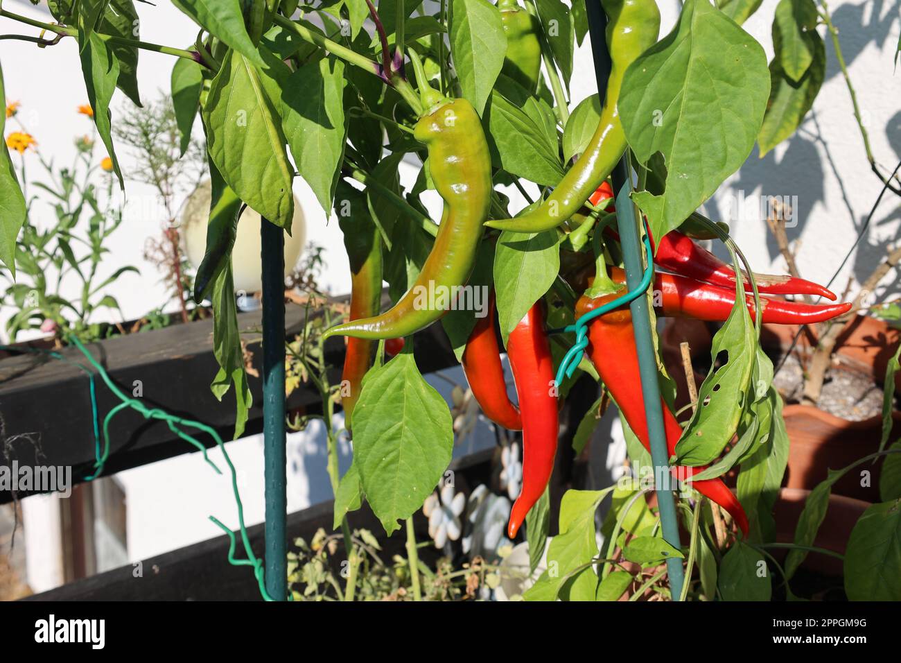 Topic picture fruit and vegetables Stock Photo - Alamy