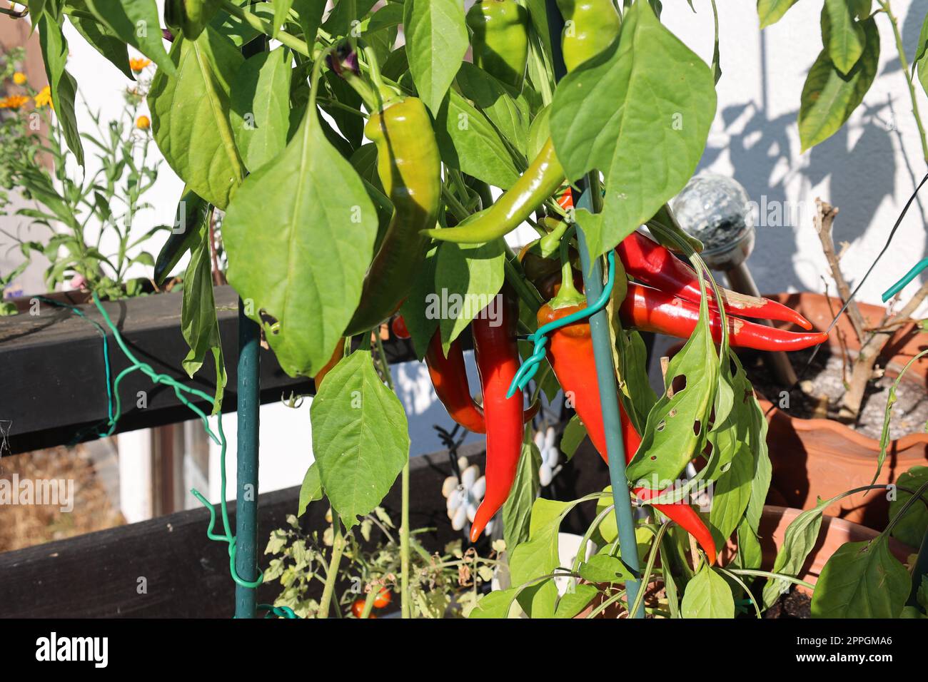 Topic picture fruit and vegetables Stock Photo - Alamy