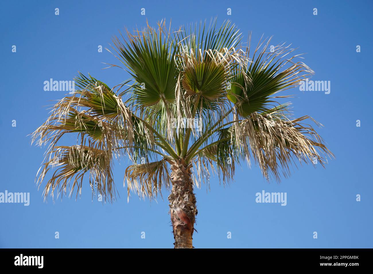 Tree one single exotic hi-res stock photography and images - Alamy