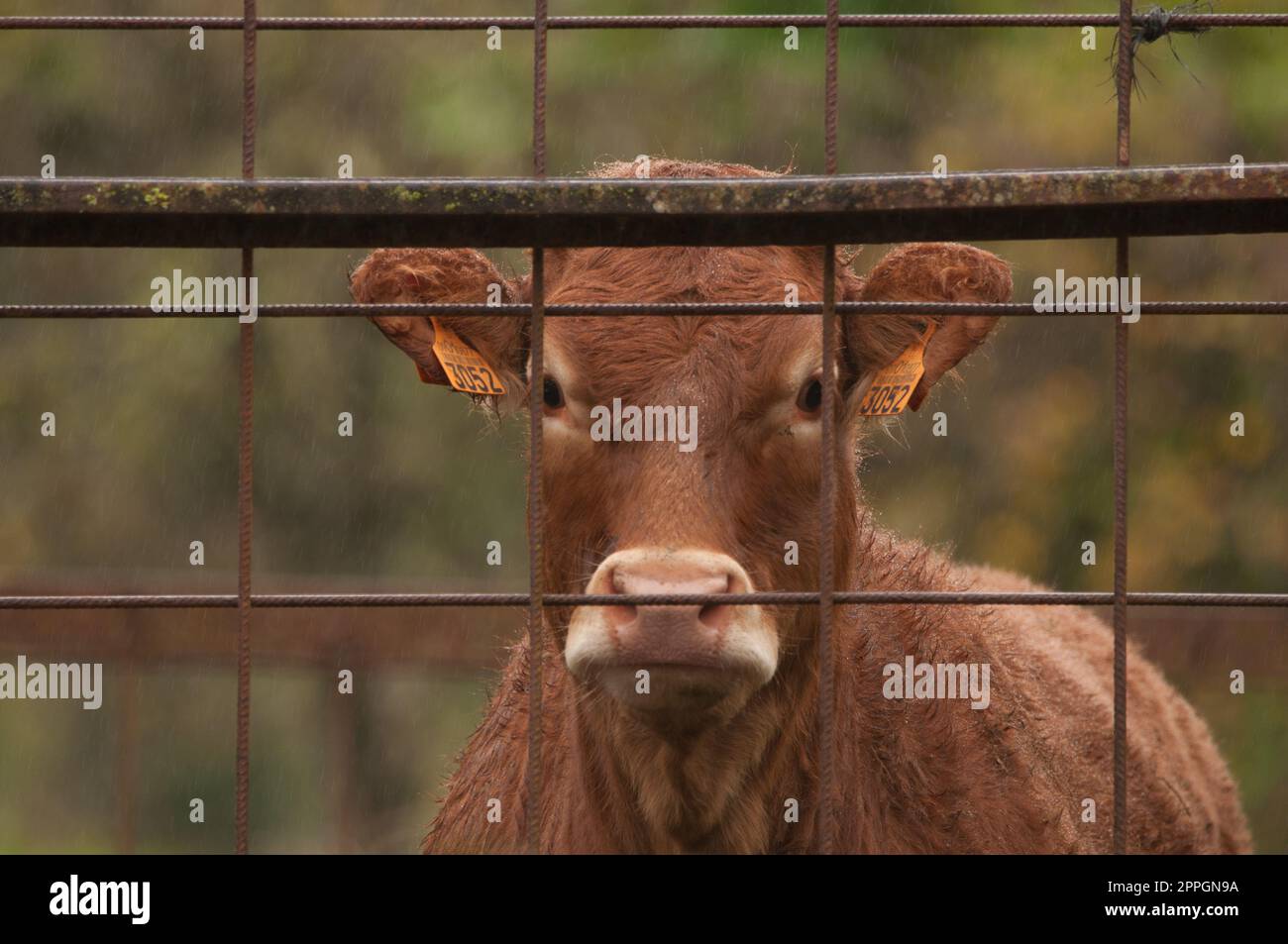 Cow head in fence hi-res stock photography and images - Alamy