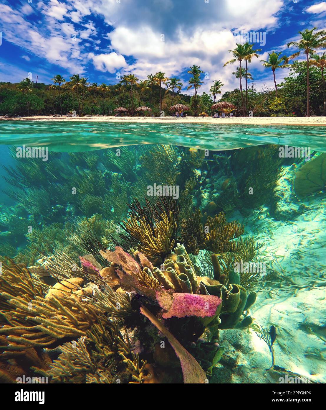 Colorful coral reef with many fishes and sea turtle. The people at ...