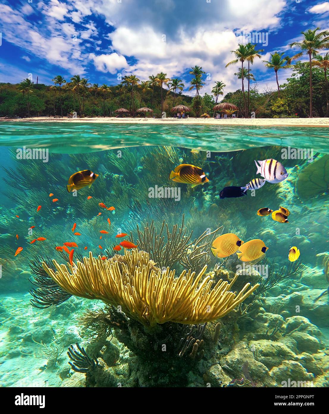 Group of scuba divers exploring coral reef. Underwater sports and tropical vacation concept ...
